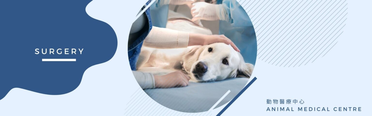Ophthalmic Surgery for Pets | Animal Medical Centre